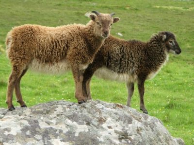 Soay Sheep: Hardy, Low-Maintenance, and Eco-Friendly - Countryside